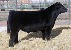 First-Impression-250bull – Wagonhammer Ranches