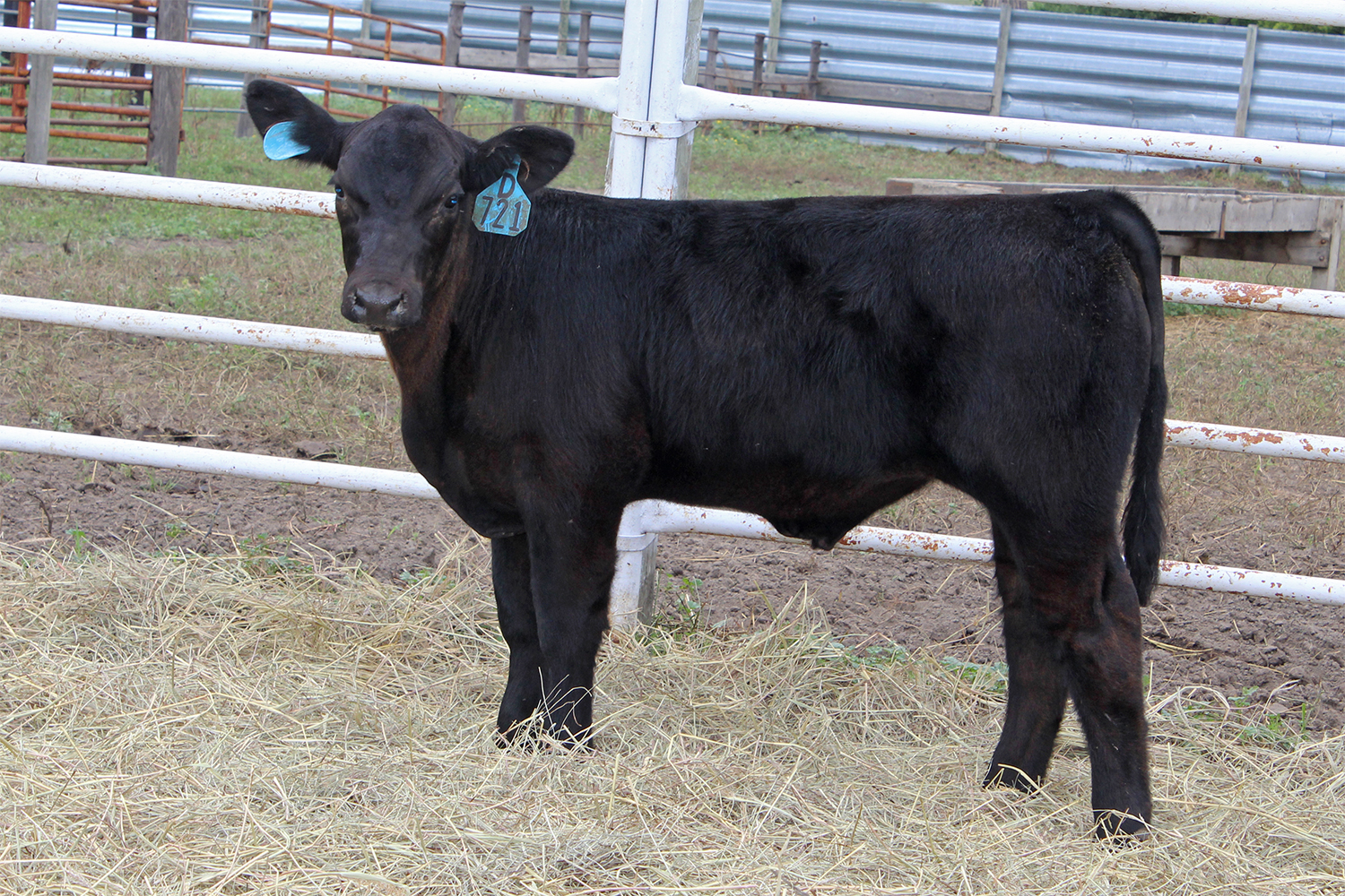721a – Wagonhammer Ranches